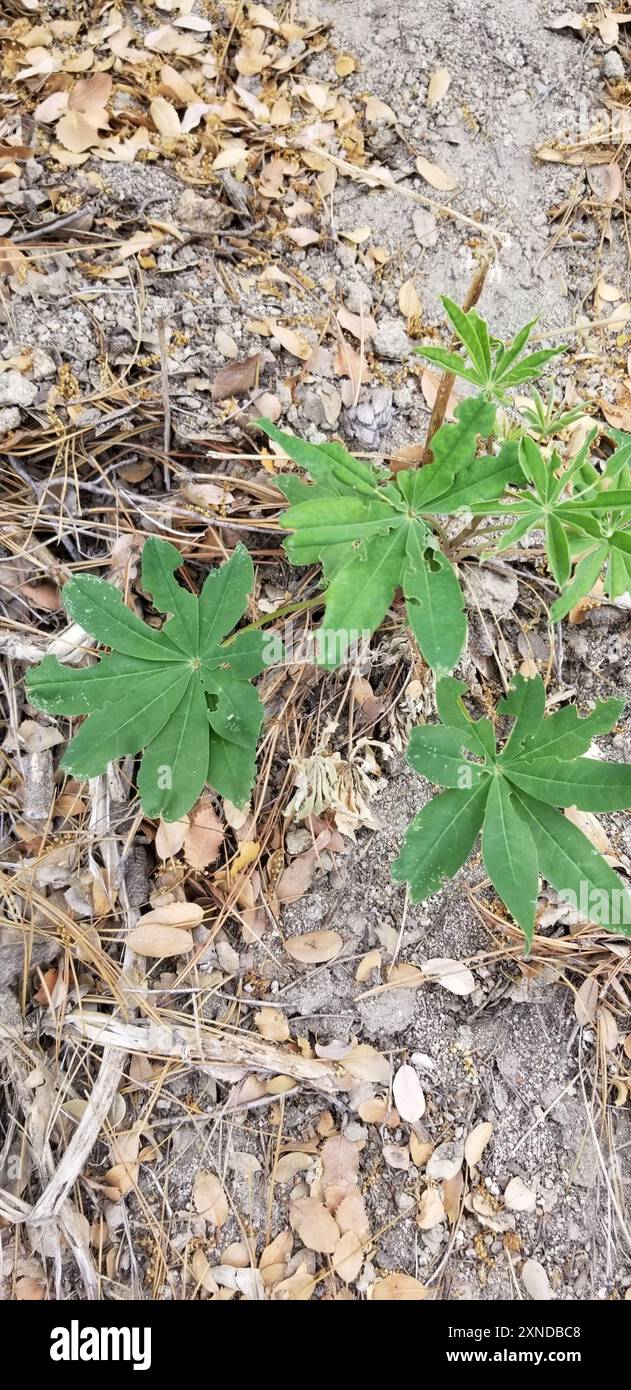 Broadleaf Lupine (Lupinus latifolius) Plantae Stock Photo - Alamy