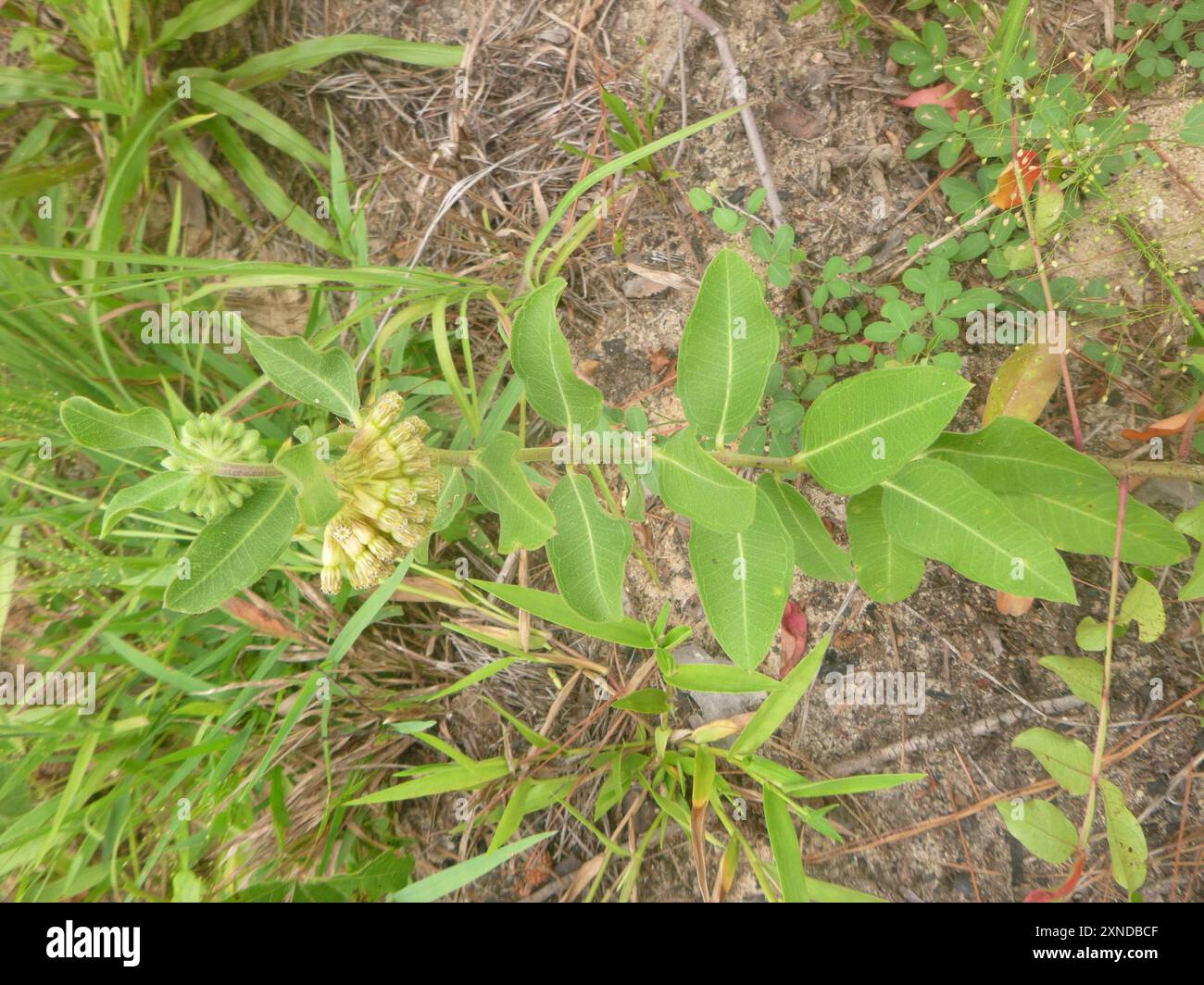 green comet milkweed (Asclepias viridiflora) Plantae Stock Photo - Alamy
