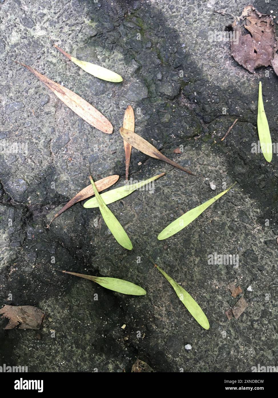 pumpkin ash (Fraxinus profunda) Plantae Stock Photo - Alamy
