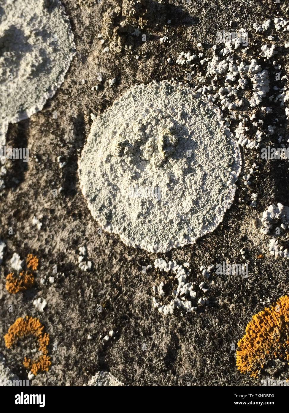 common lichens (Lecanoromycetes) Fungi Stock Photo - Alamy