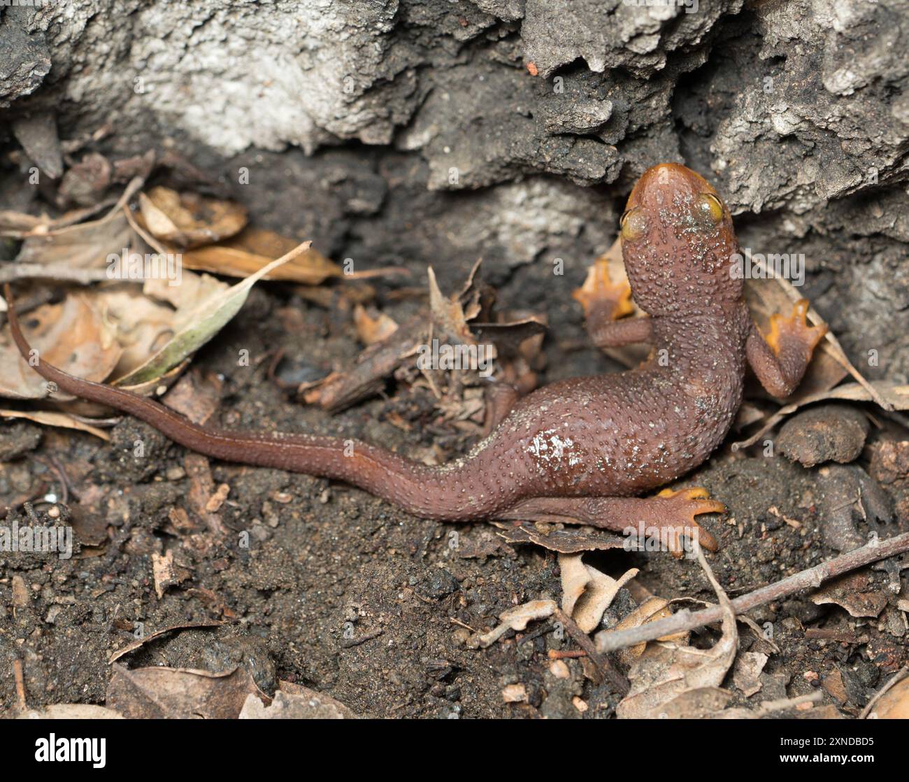 California Newt (Taricha torosa) Amphibia Stock Photo - Alamy