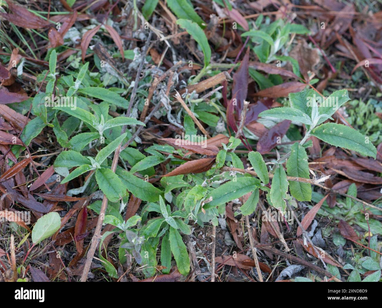Butterfly bush (Buddleja davidii) Plantae Stock Photo - Alamy
