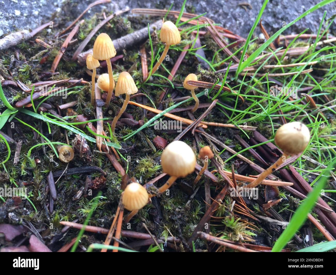 Moss Bells (Galerina) Fungi Stock Photo - Alamy