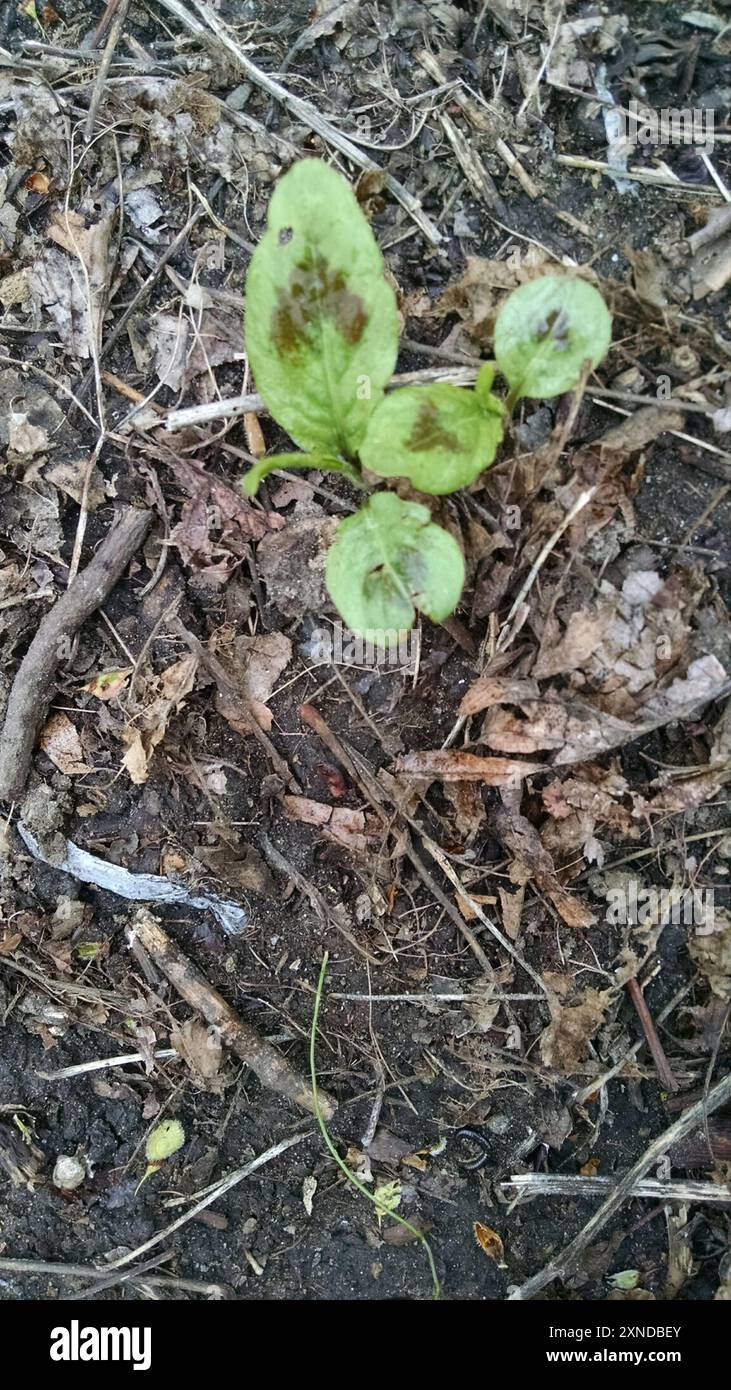 American jumpseed (Persicaria virginiana) Plantae Stock Photo - Alamy