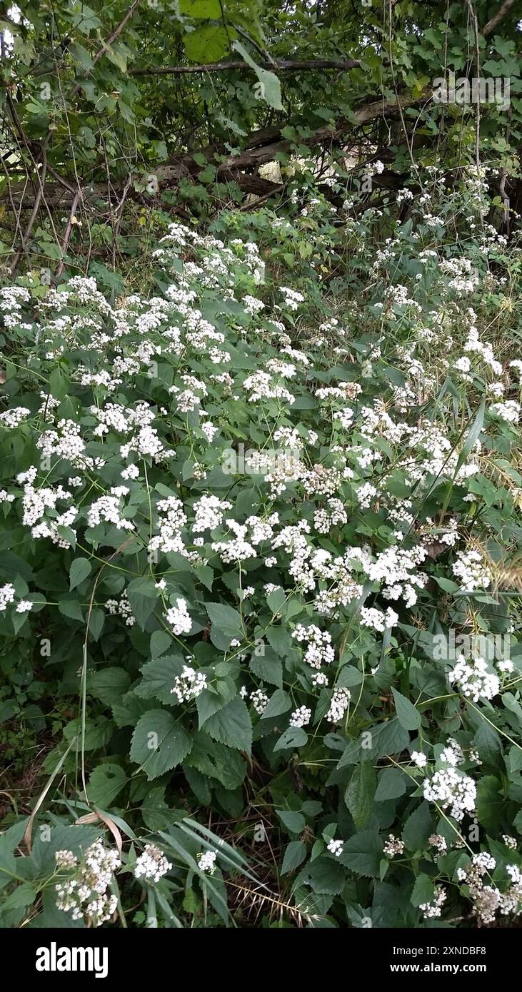 white snakeroot (Ageratina altissima) Plantae Stock Photo - Alamy