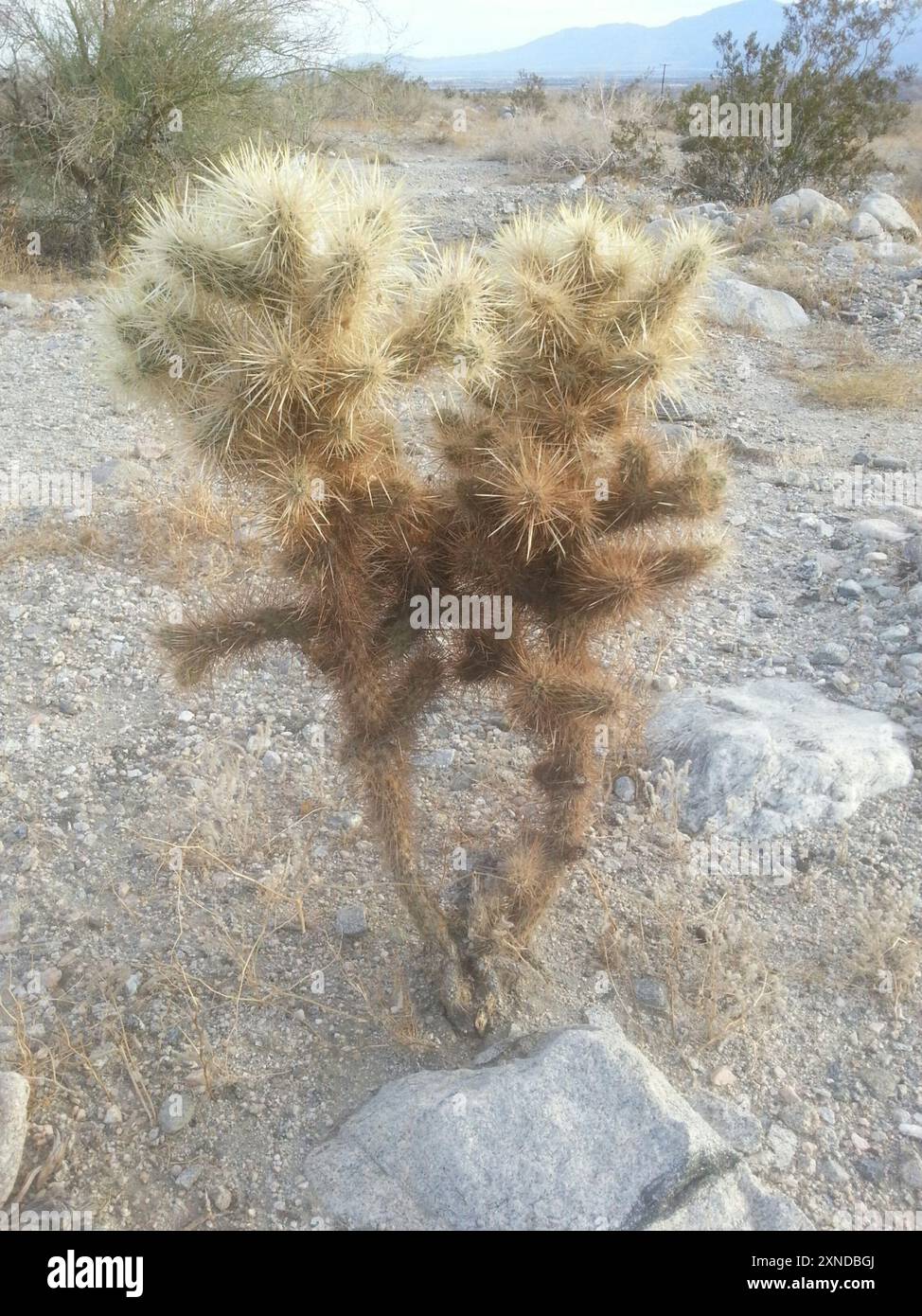 Silver Cholla (Cylindropuntia echinocarpa) Plantae Stock Photo - Alamy