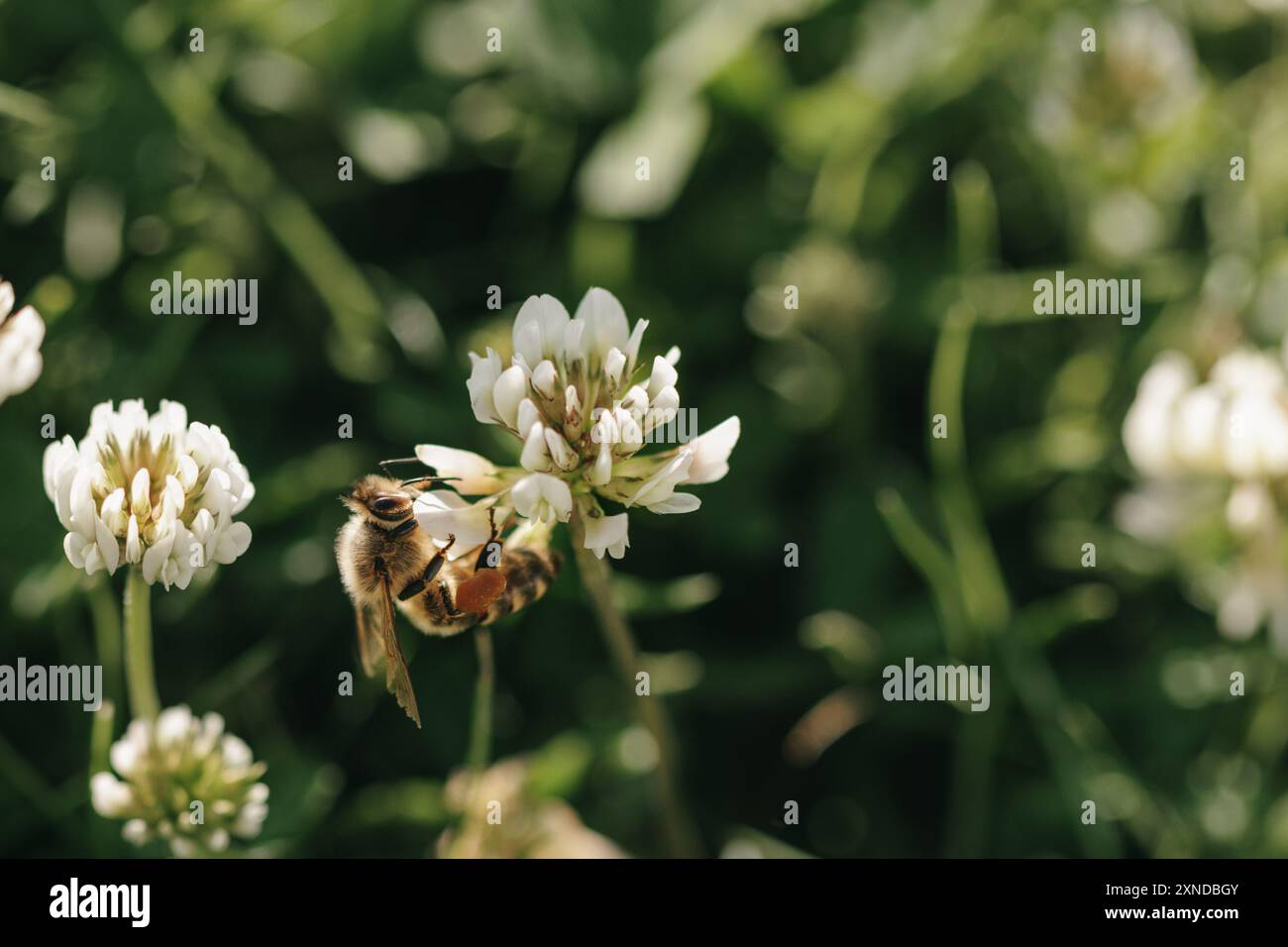 Honey bee collecting nectar on clover blossom. Pollination ...