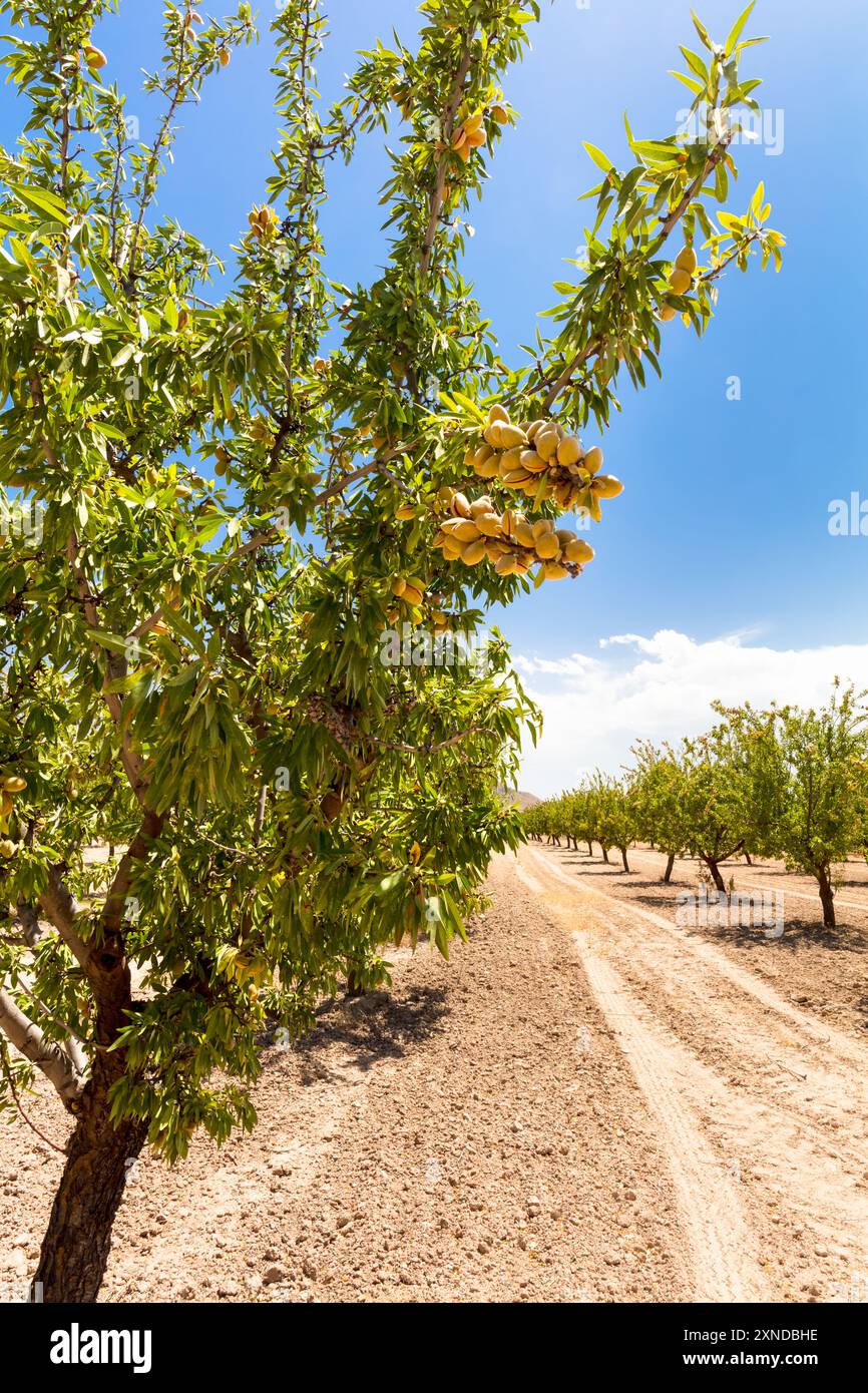 Almond Trees,Prunus Amygdalus, Almond grove in the Granada region of ...