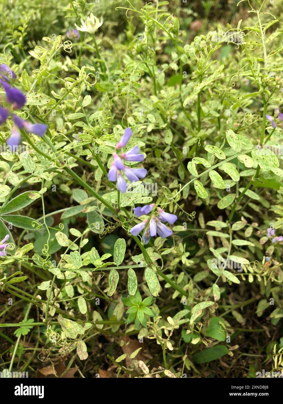 slender vetch (Vicia ludoviciana) Plantae Stock Photo - Alamy