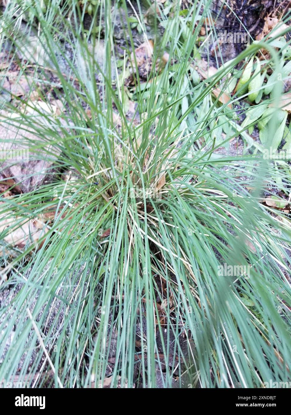 deergrass (Muhlenbergia rigens) Plantae Stock Photo - Alamy