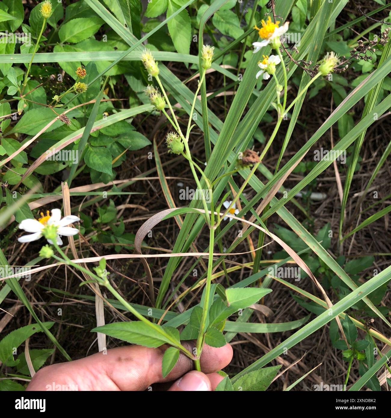 White beggarticks (Bidens alba) Plantae Stock Photo - Alamy