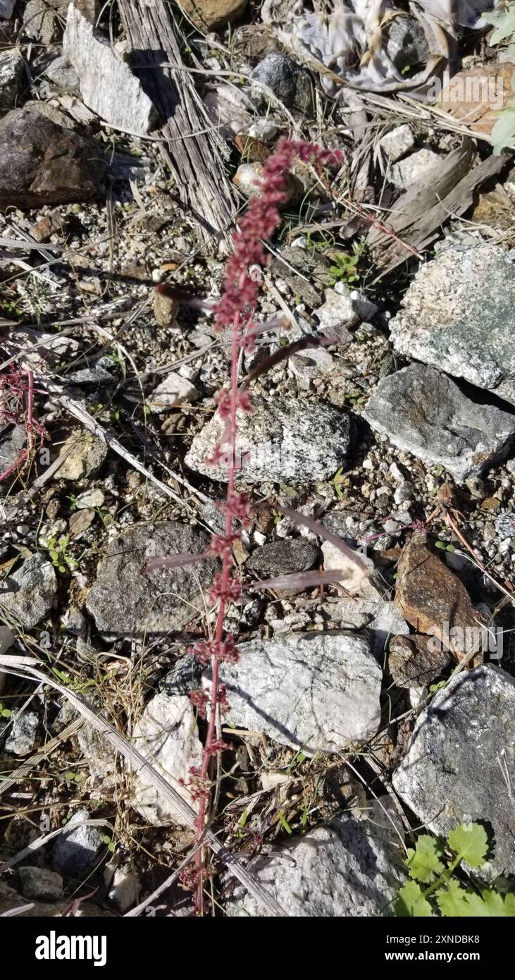 Fringed Amaranth (Amaranthus fimbriatus) Plantae Stock Photo - Alamy