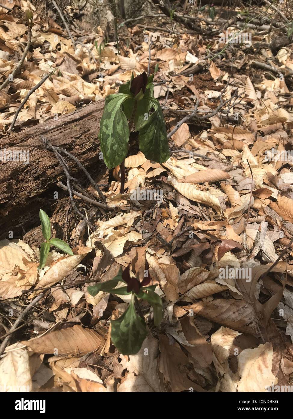 prairie trillium (Trillium recurvatum) Plantae Stock Photo - Alamy