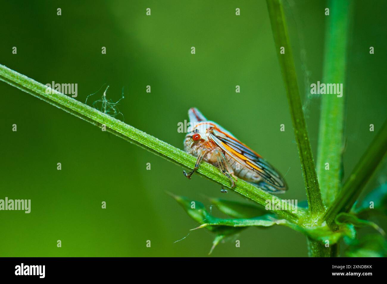 Oak Treehopper (Platycotis vittata) Insecta Stock Photo - Alamy