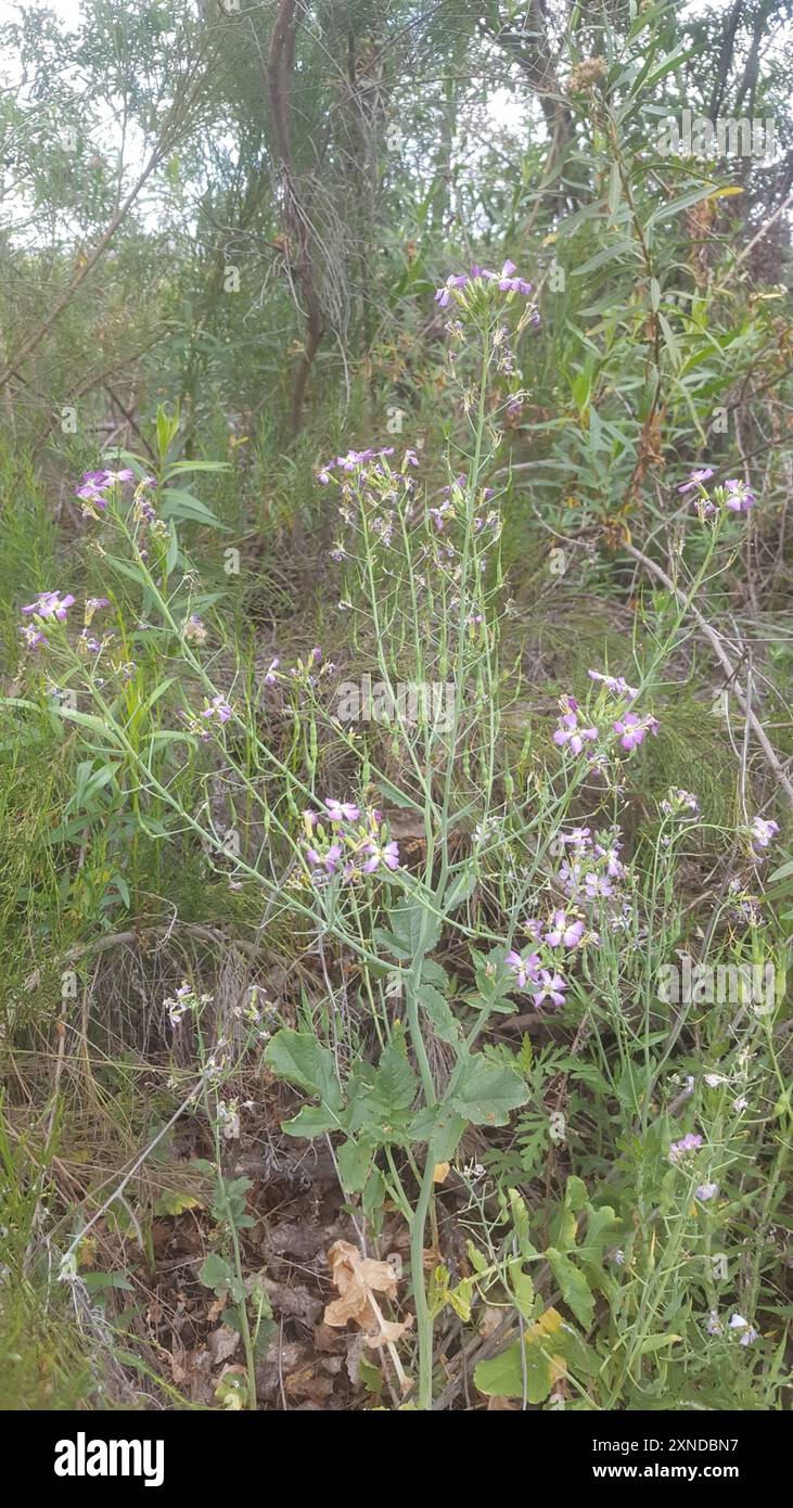wild and domestic radish (Raphanus raphanistrum sativus) Plantae Stock ...