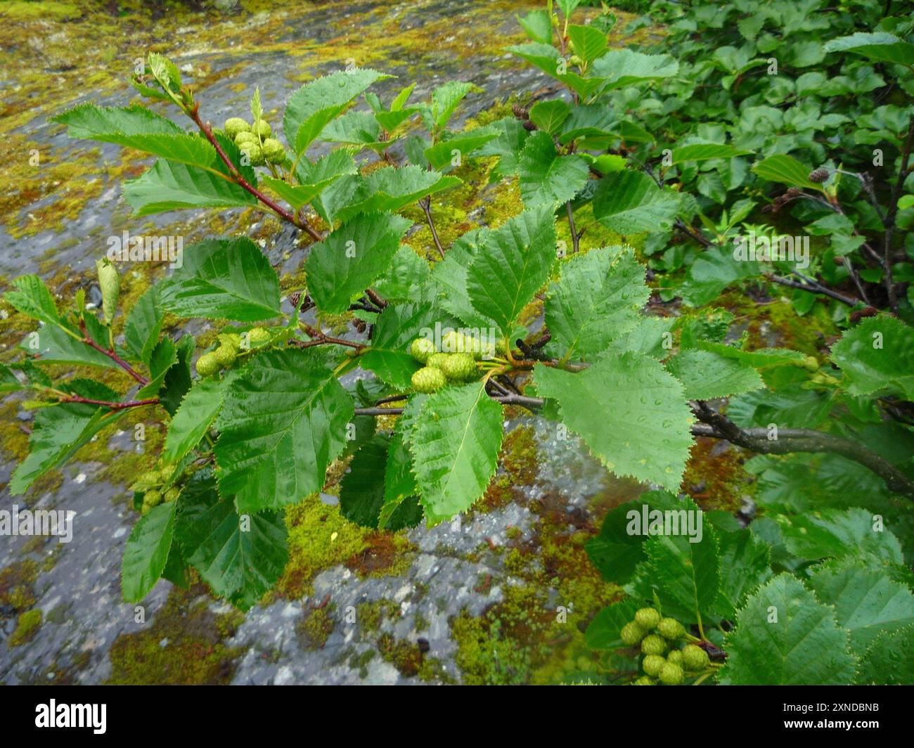 green alder (Alnus alnobetula) Plantae Stock Photo - Alamy
