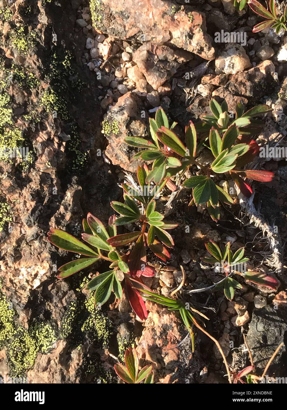 three-toothed cinquefoil (Sibbaldiopsis tridentata) Plantae Stock Photo ...