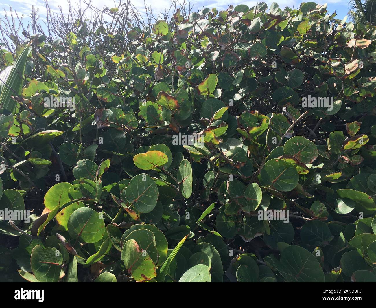 sea grape (Coccoloba uvifera) Plantae Stock Photo - Alamy