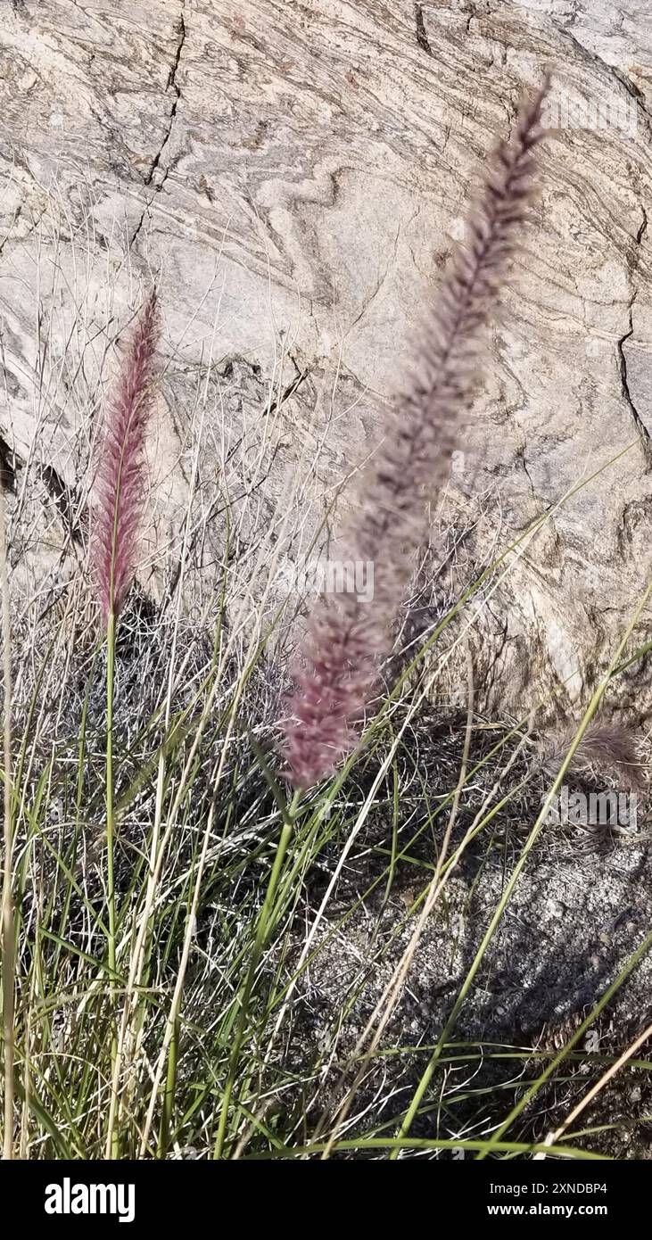 Fountain Grass (Cenchrus setaceus) Plantae Stock Photo - Alamy
