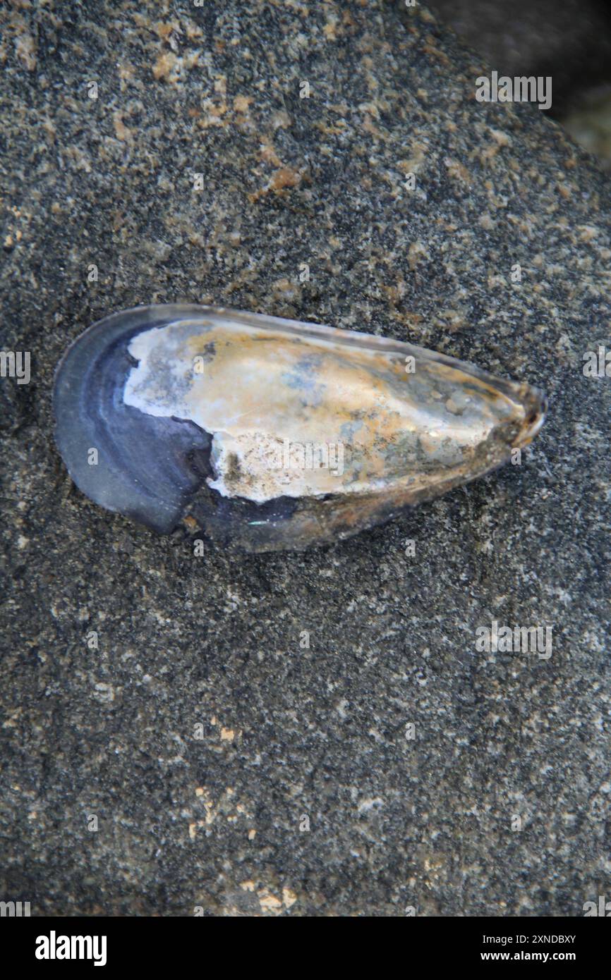 Blue Mussel (Mytilus edulis) Mollusca Stock Photo - Alamy