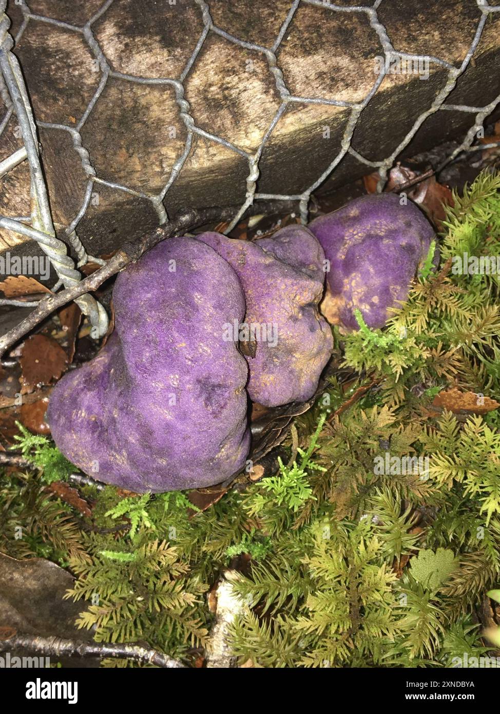 velvet potato fungus (Gallacea scleroderma) Fungi Stock Photo - Alamy