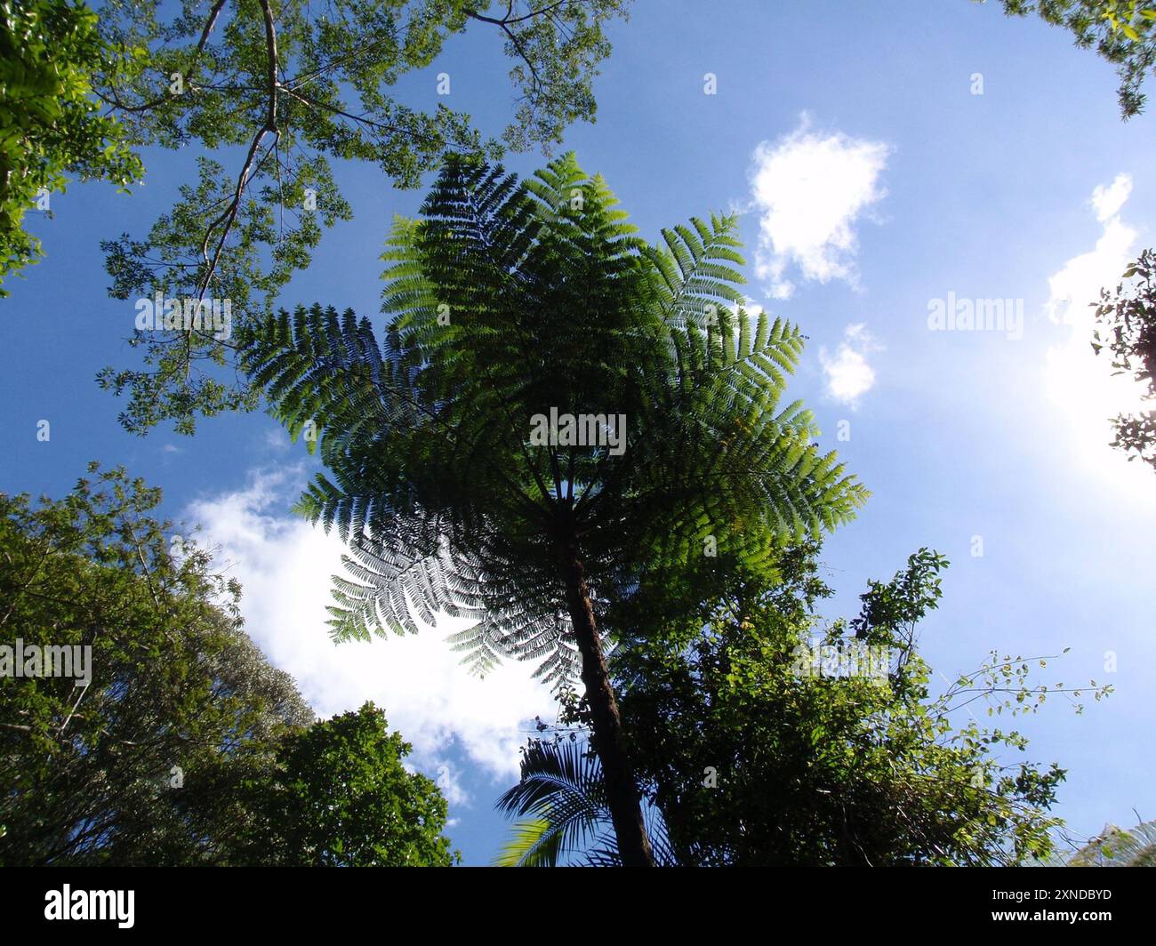 scaly tree ferns (Cyathea) Plantae Stock Photo - Alamy