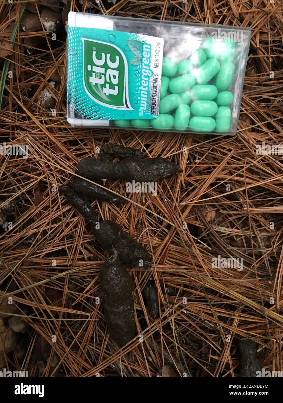 Carnivorans (Carnivora) Mammalia Stock Photo - Alamy