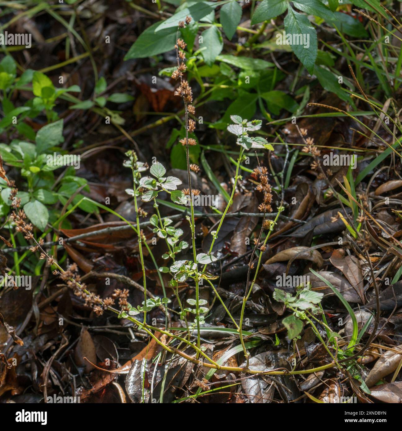 Tropical Bushmint (Hyptis mutabilis) Plantae Stock Photo - Alamy