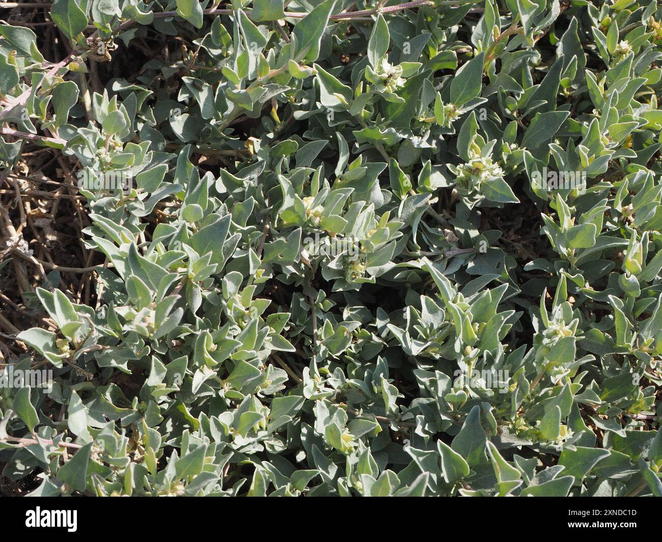 Maximowicz's Saltbush (Atriplex maximowicziana) Plantae Stock Photo - Alamy