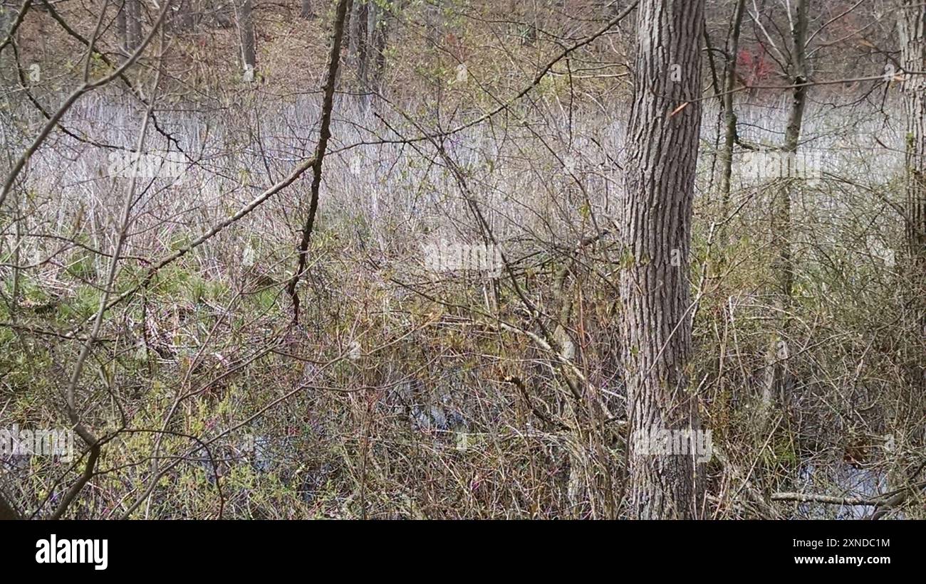 swamp loosestrife (Decodon verticillatus) Plantae Stock Photo - Alamy