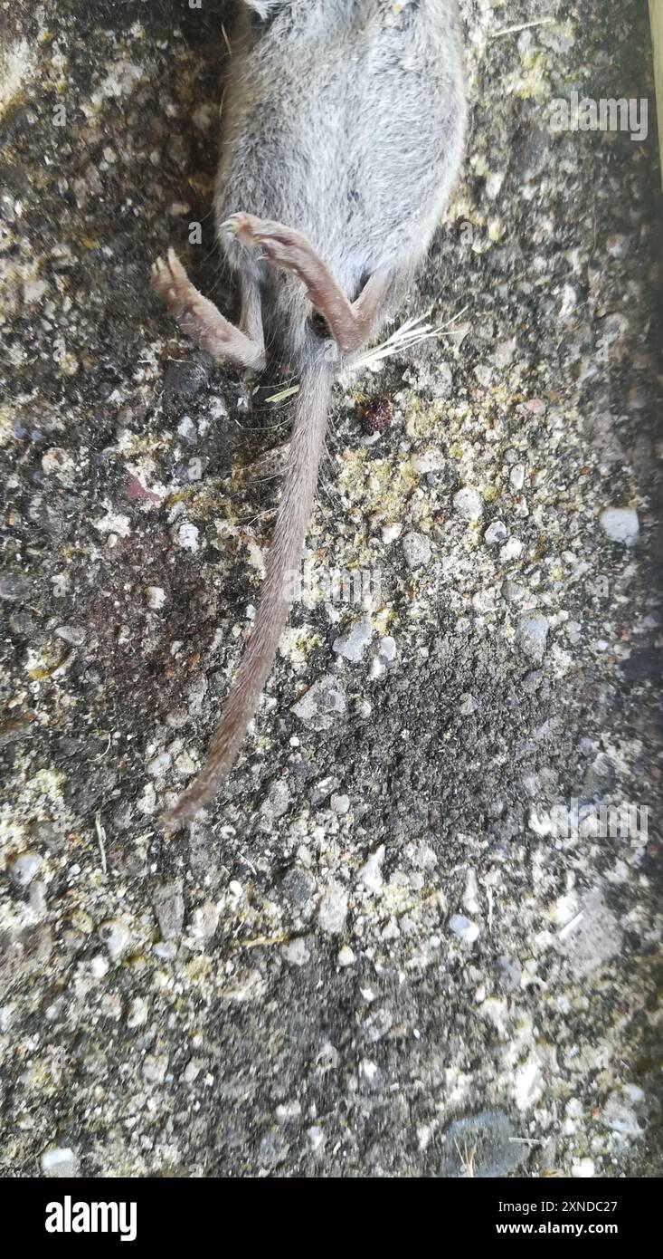 Western Lesser White-toothed Shrew (Crocidura gueldenstaedtii) Mammalia ...
