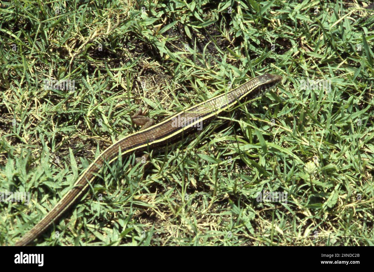 Yellow-throated Plated Lizard (Gerrhosaurus flavigularis) Reptilia ...