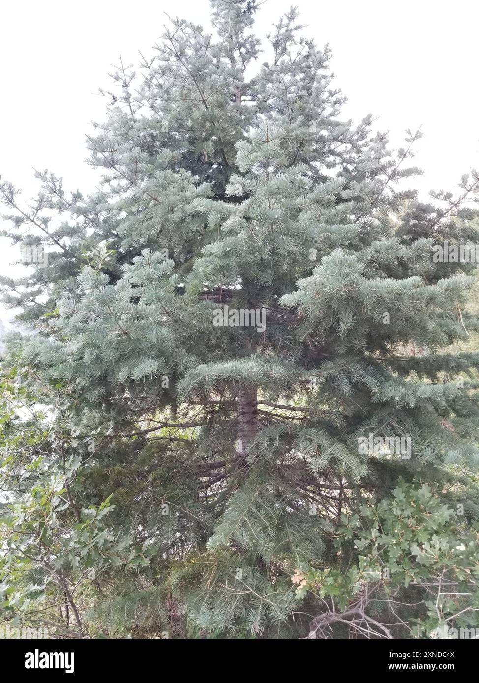 white fir (Abies concolor) Plantae Stock Photo - Alamy