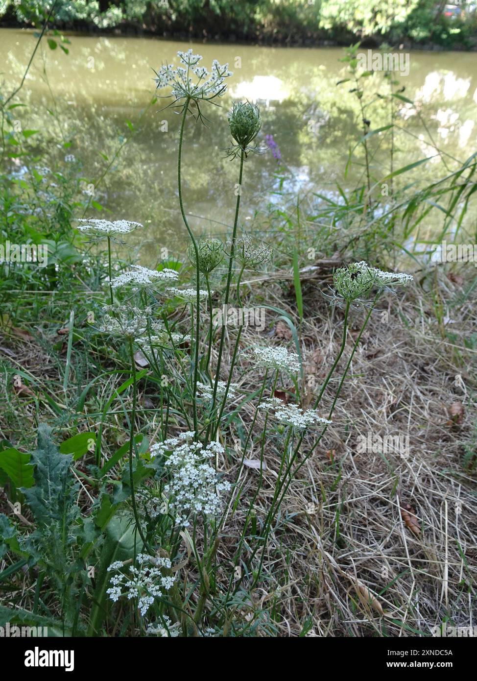 wild carrot (Daucus carota) Plantae Stock Photo - Alamy