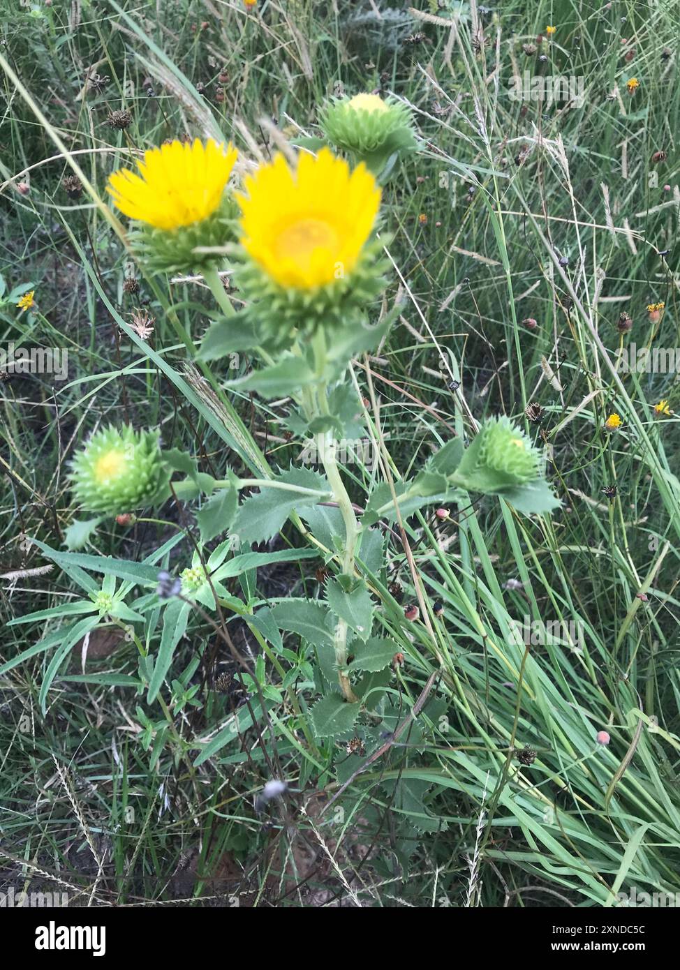 Spanish Gold (Grindelia ciliata) Plantae Stock Photo - Alamy