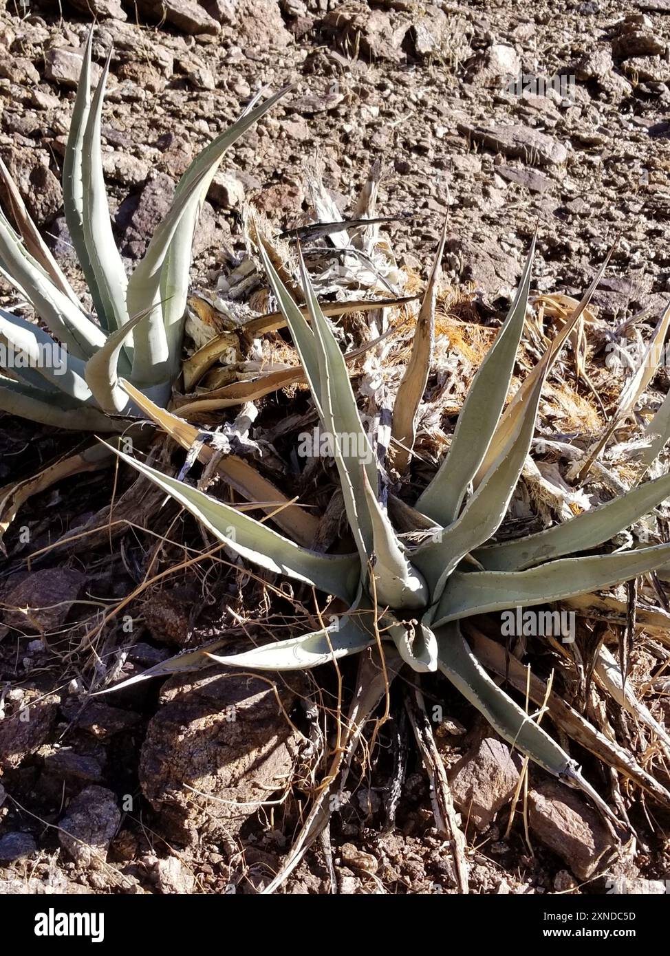desert agave (Agave deserti) Plantae Stock Photo - Alamy
