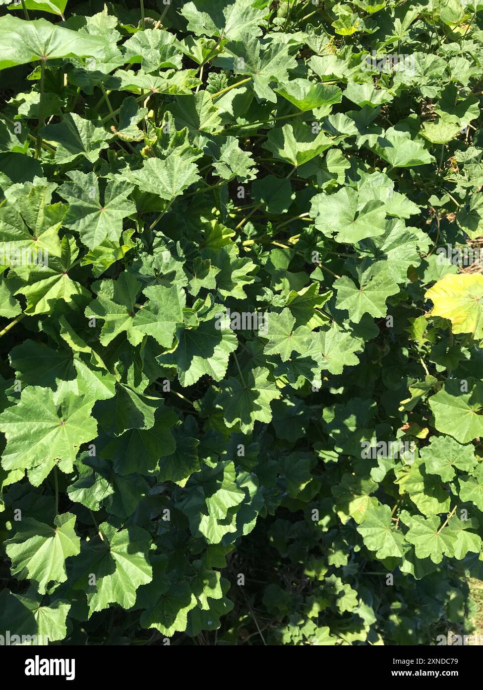 cheeseweed mallow (Malva parviflora) Plantae Stock Photo - Alamy