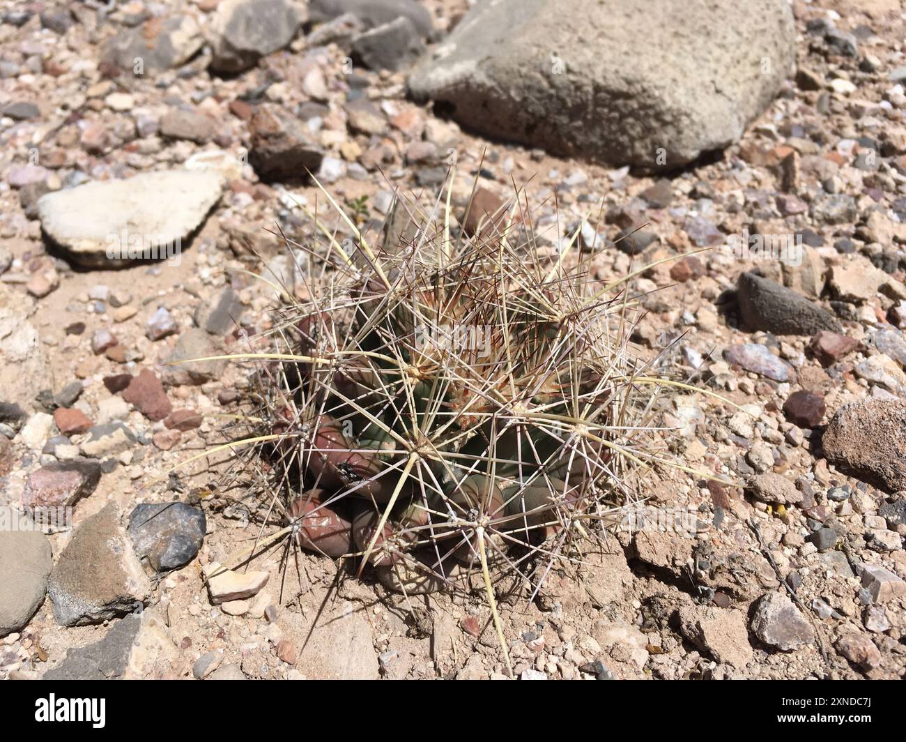 Stout Needle Mulee (Coryphantha robustispina uncinata) Plantae Stock ...