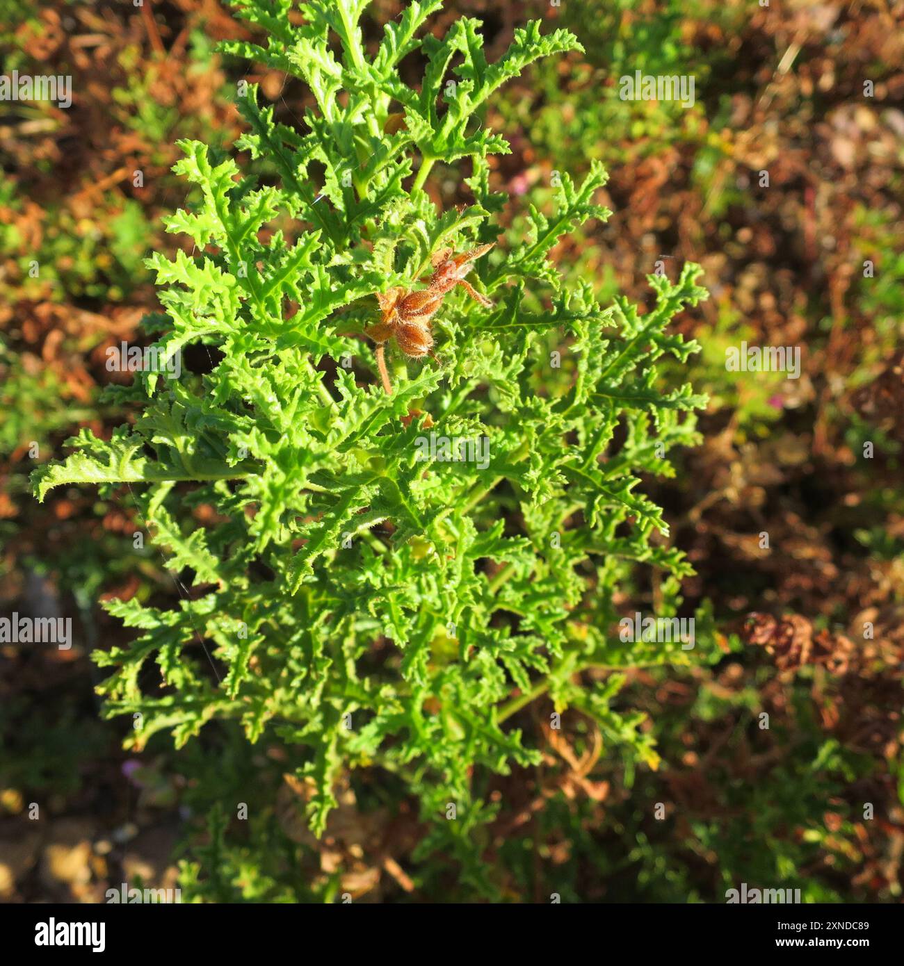 oak-leaved geranium (Pelargonium quercifolium) Plantae Stock Photo - Alamy