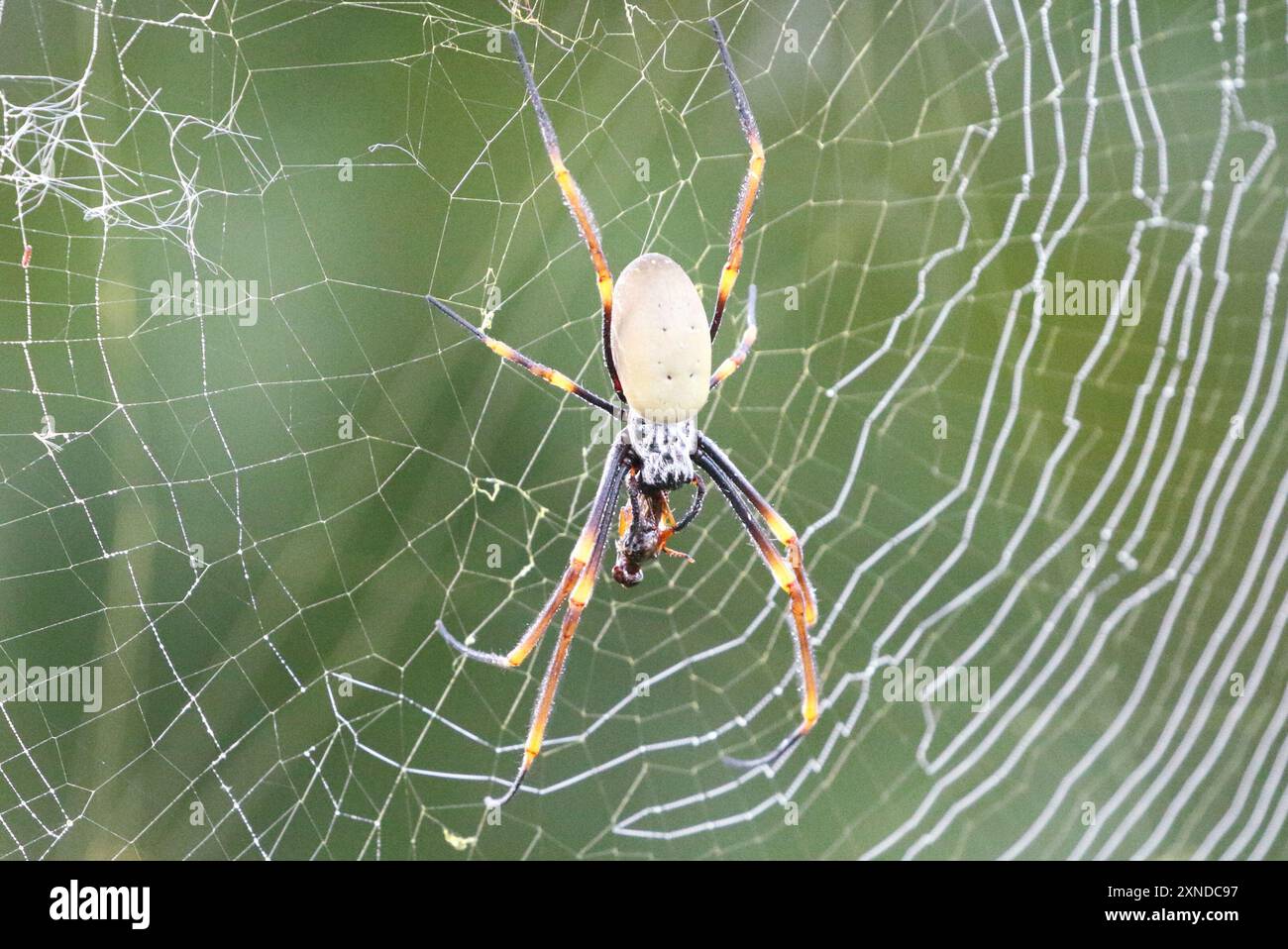 Tiger Spider (Trichonephila plumipes) Arachnida Stock Photo - Alamy