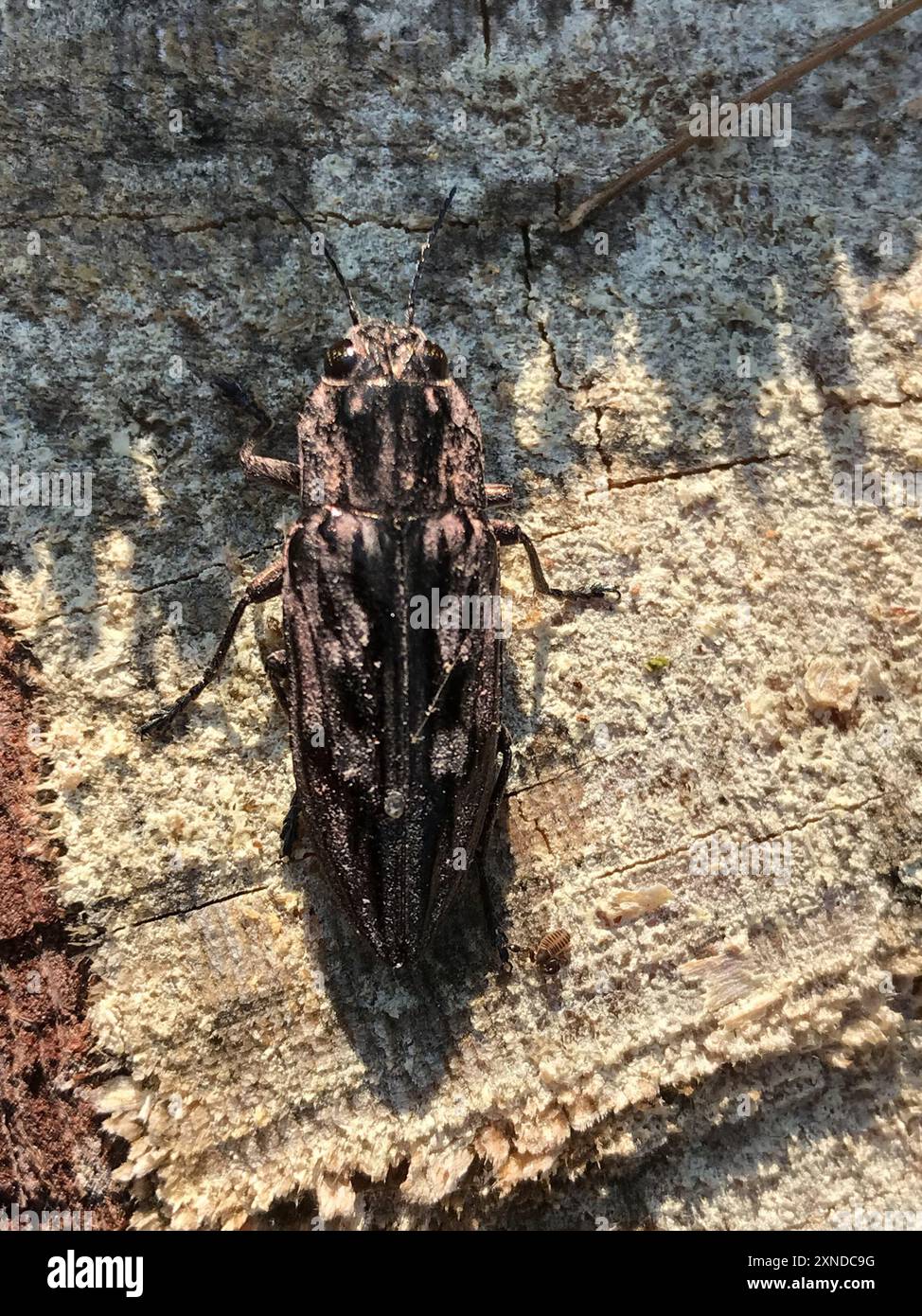 Sculptured Pine Borer (Chalcophora virginiensis) Insecta Stock Photo ...