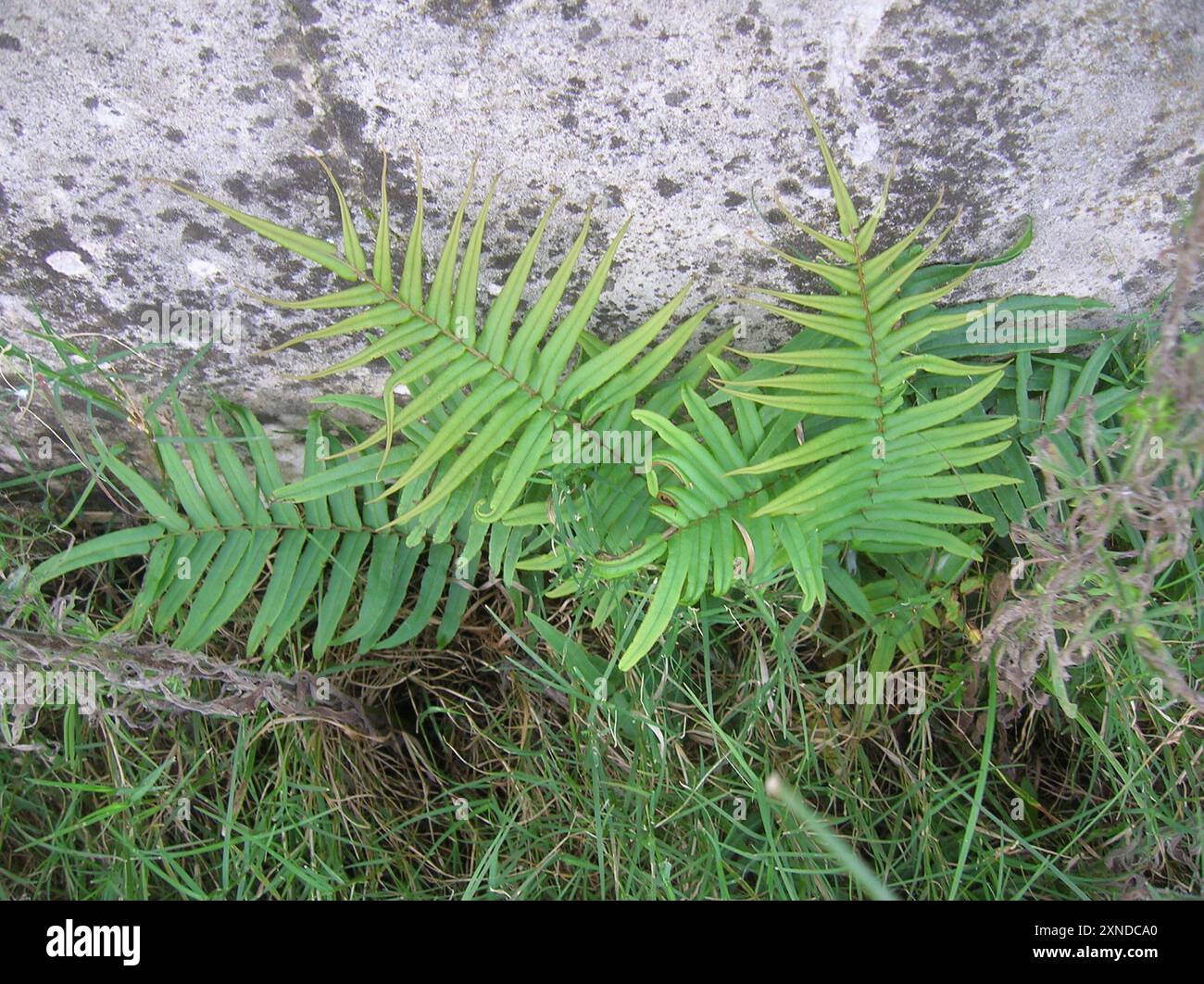Ladder brake (Pteris vittata) Plantae Stock Photo - Alamy