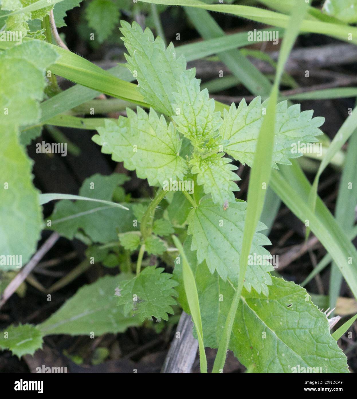 Dwarf Nettle (Urtica urens) Plantae Stock Photo - Alamy