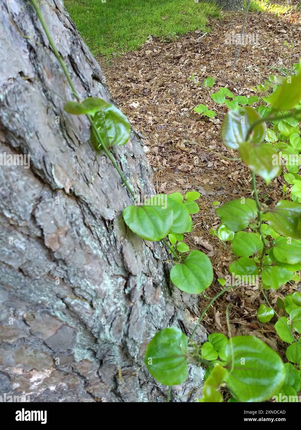 roundleaf greenbrier (Smilax rotundifolia) Plantae Stock Photo - Alamy