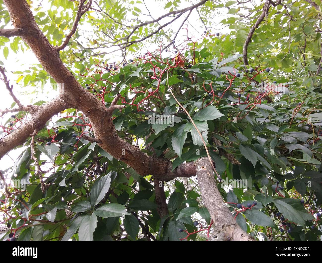 grape family (Vitaceae) Plantae Stock Photo - Alamy