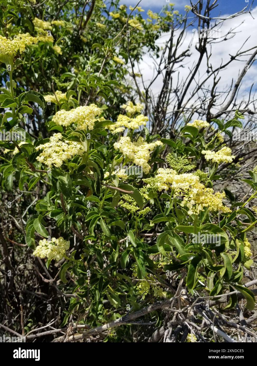 blue elder (Sambucus cerulea) Plantae Stock Photo - Alamy