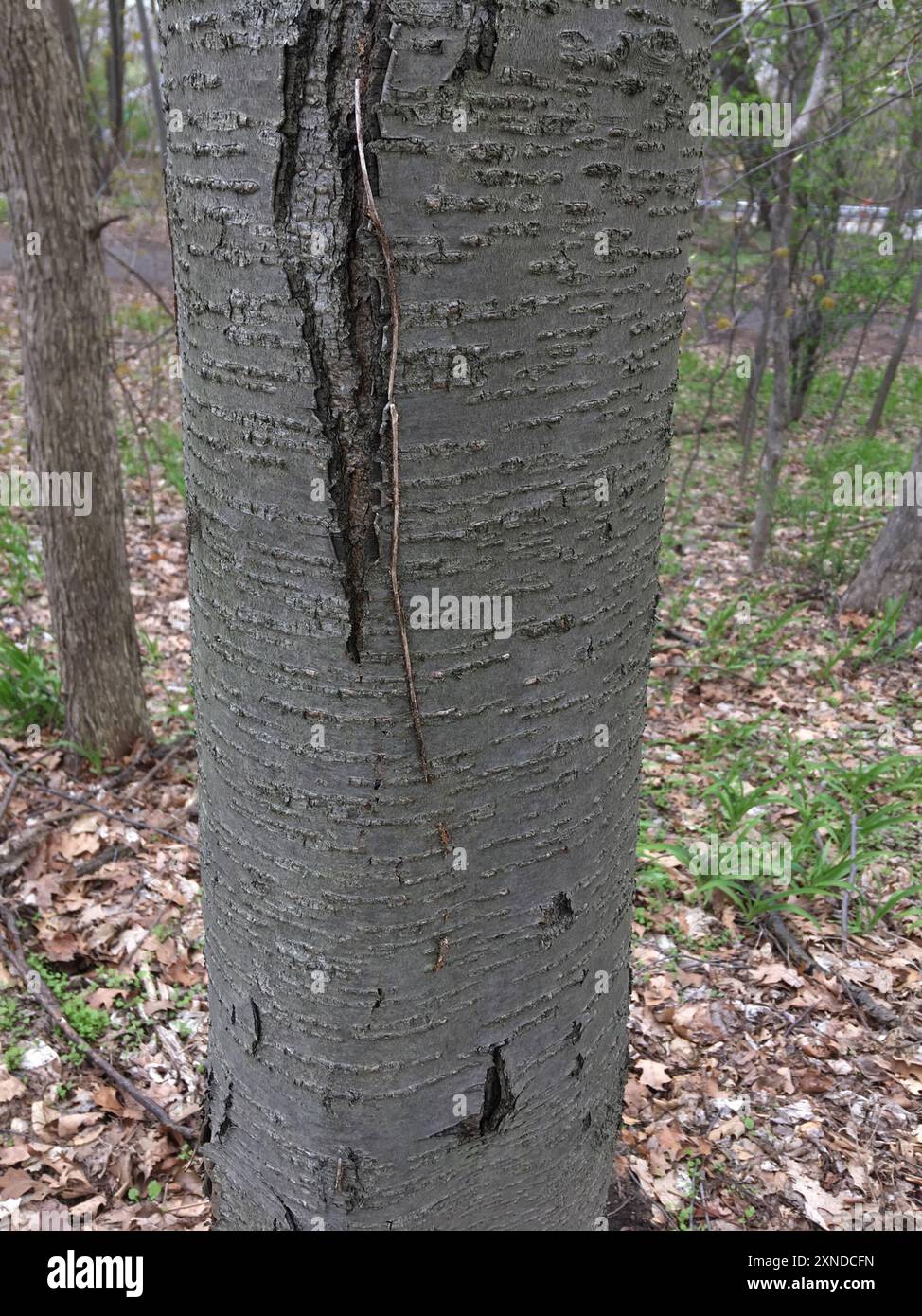 sweet birch (Betula lenta) Plantae Stock Photo - Alamy