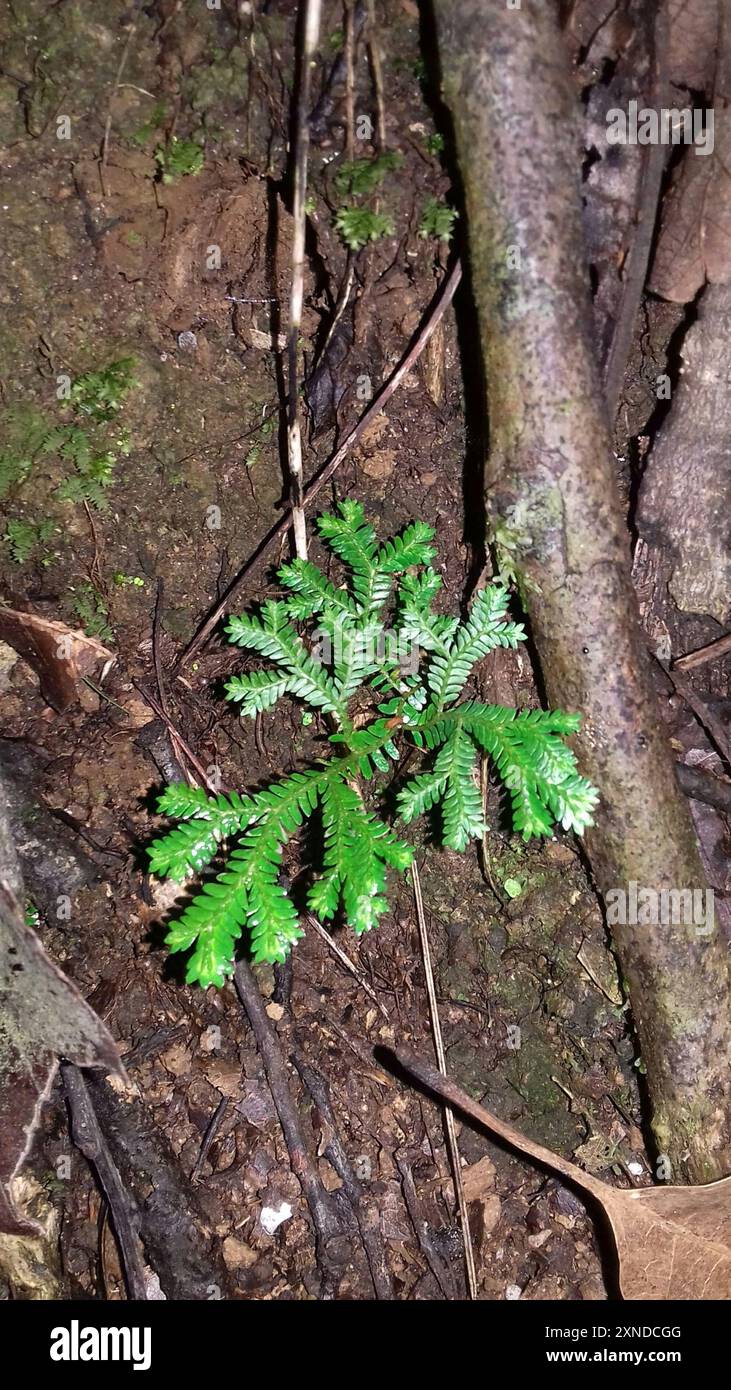 spikemosses (Selaginella) Plantae Stock Photo - Alamy