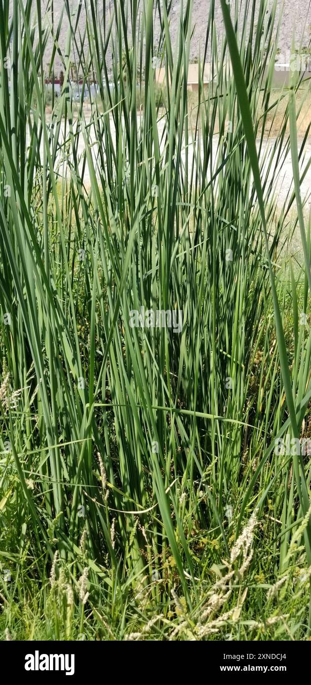 narrow-leaved cattail (Typha angustifolia) Plantae Stock Photo - Alamy