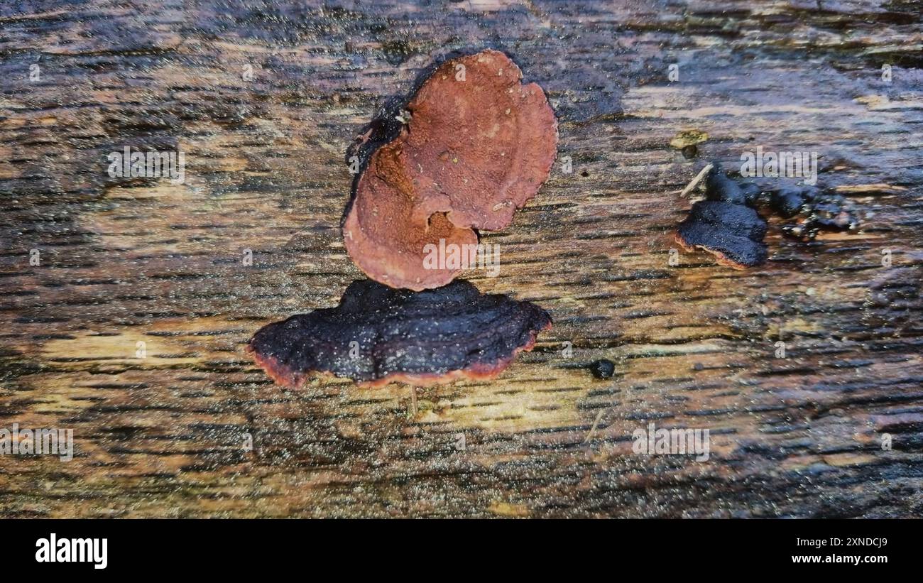 Oak Curtain Crust Fungus (Hymenochaete rubiginosa) Fungi Stock Photo ...